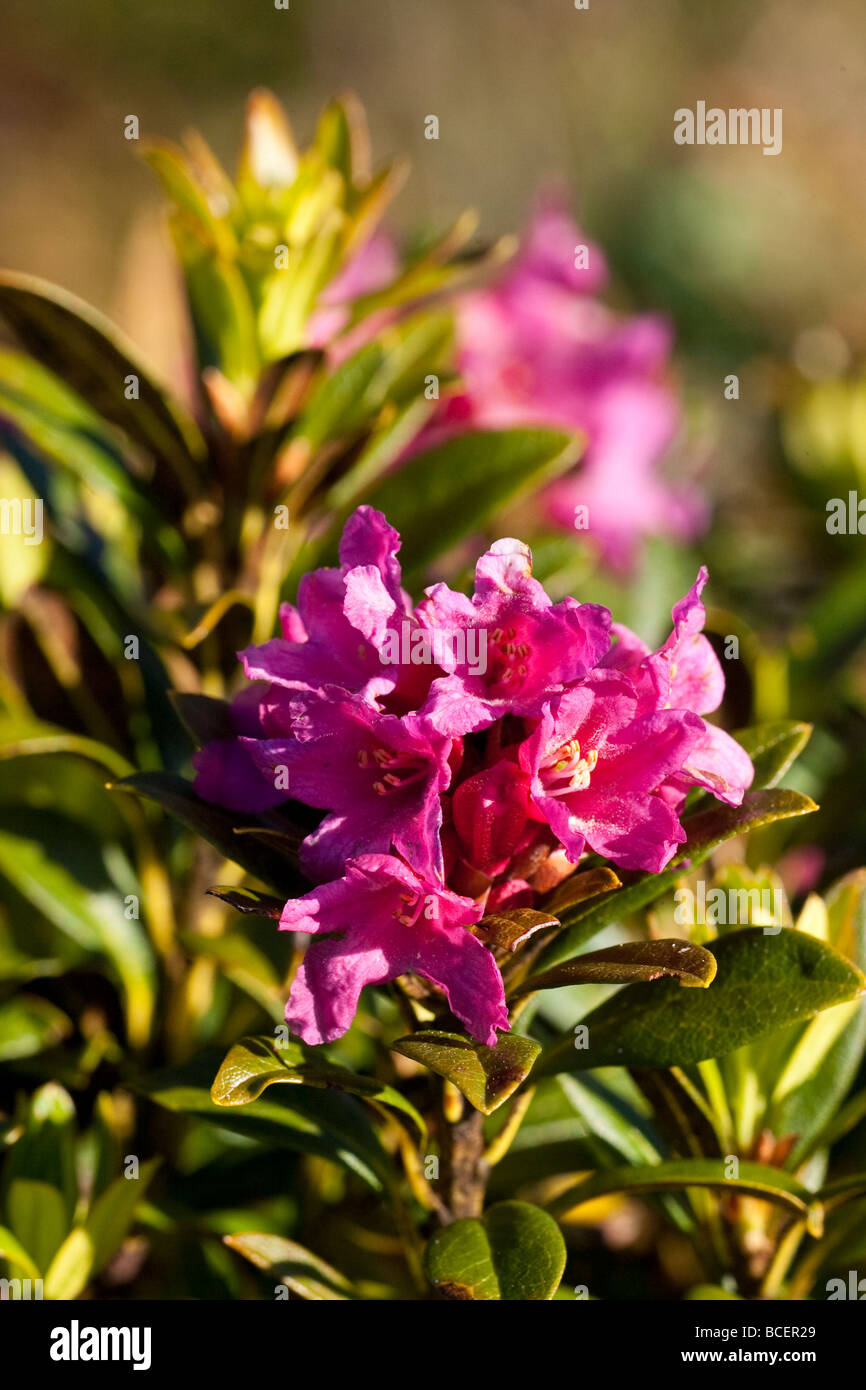 Rhododendron ferrugineum hi-res stock photography and images - Alamy