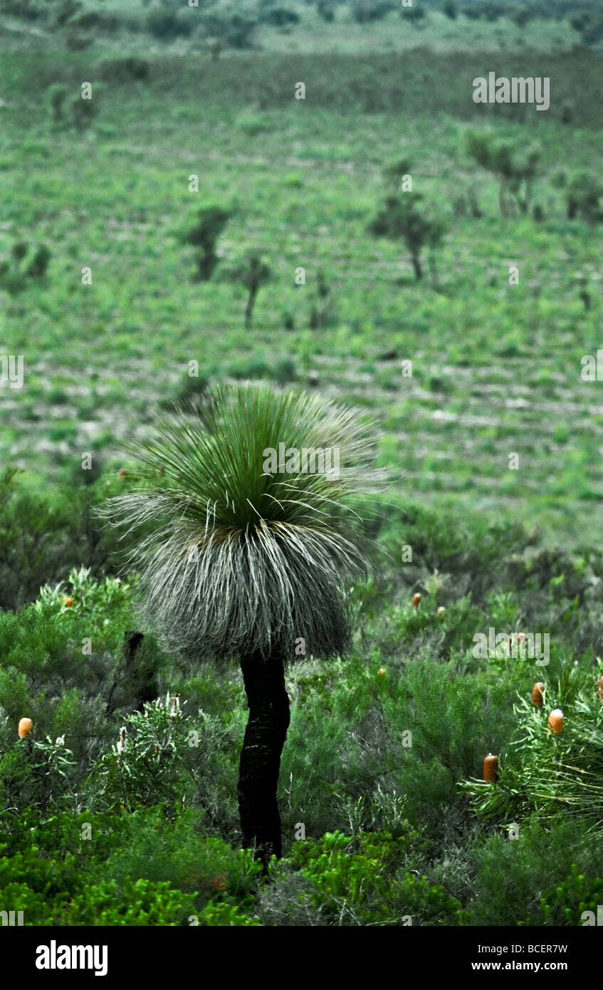 A Grass Tree rises from a stand of small Banksia shrubs on a plain ...
