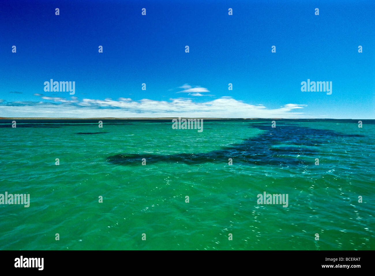 Shark bay australia seagrass hi-res stock photography and images - Alamy