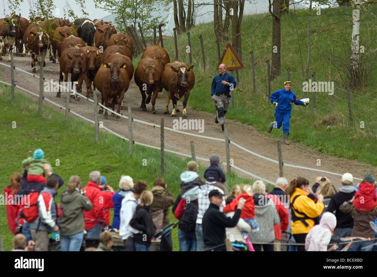 Happy cows are being let out from the barn where they have spent the ...