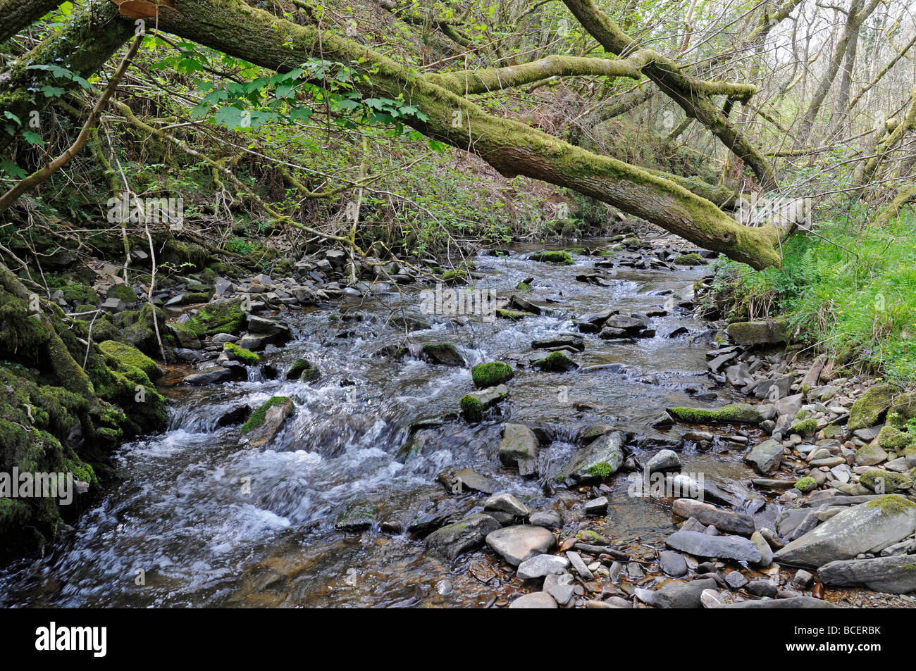 Devon heddon's mouth spring hi-res stock photography and images - Alamy