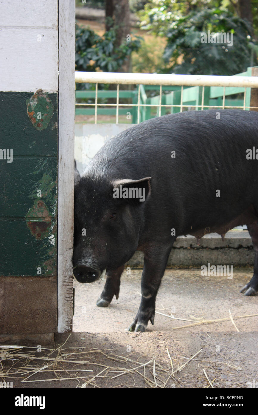 Pig swill hi-res stock photography and images - Alamy