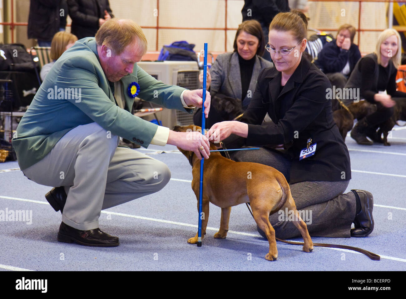 Dog being measured at a dog competition/exhibition Stock Photo - Alamy