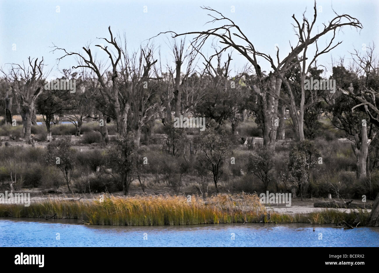 Degraded and devastated wetlands along the Murray River Basin Stock ...