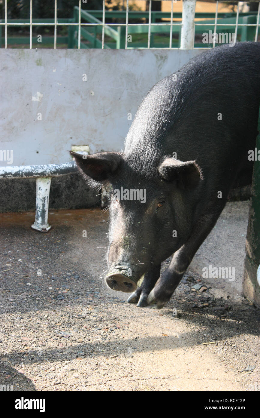 FRONT HALF OF BIG BLACK PIG VERTICAL BDA11279 Stock Photo - Alamy