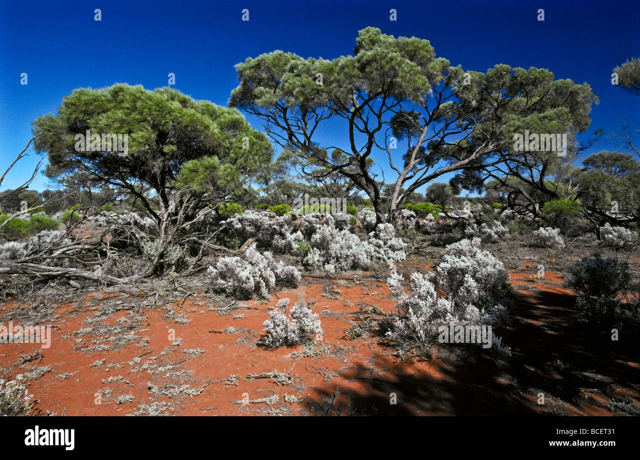 Mallee trees hi-res stock photography and images - Alamy