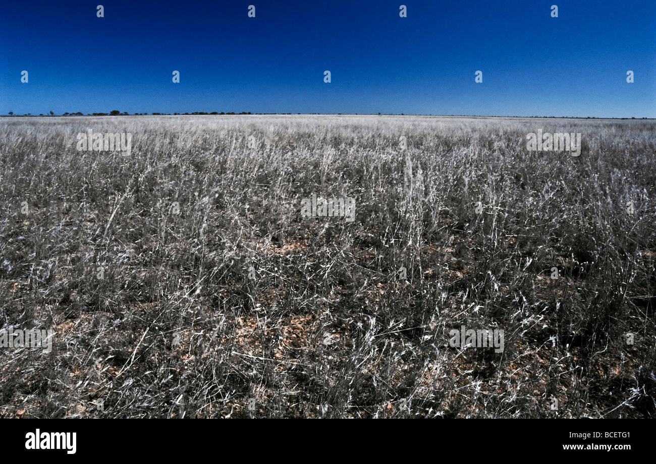 Dry, harsh Spear Grass rangelands cover an arid featureless plain Stock ...