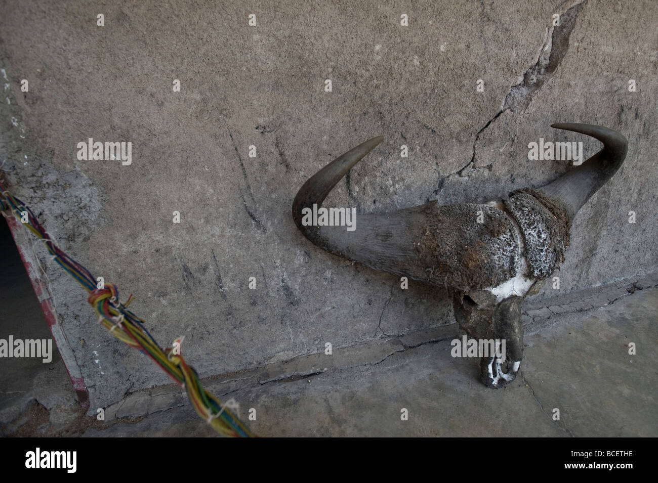 skull of an ox Stock Photo - Alamy