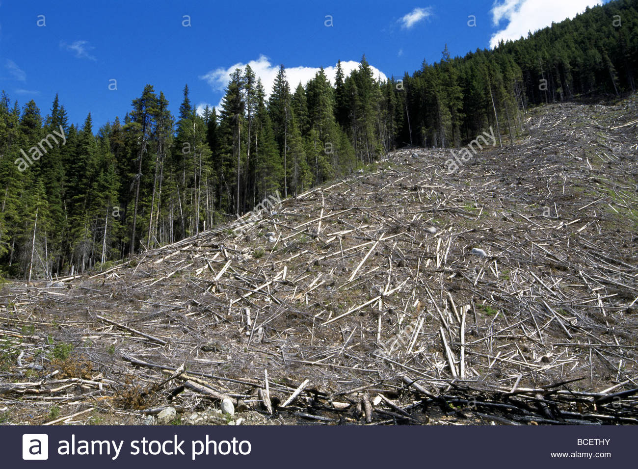 Clearcut Stock Photos & Clearcut Stock Images - Alamy