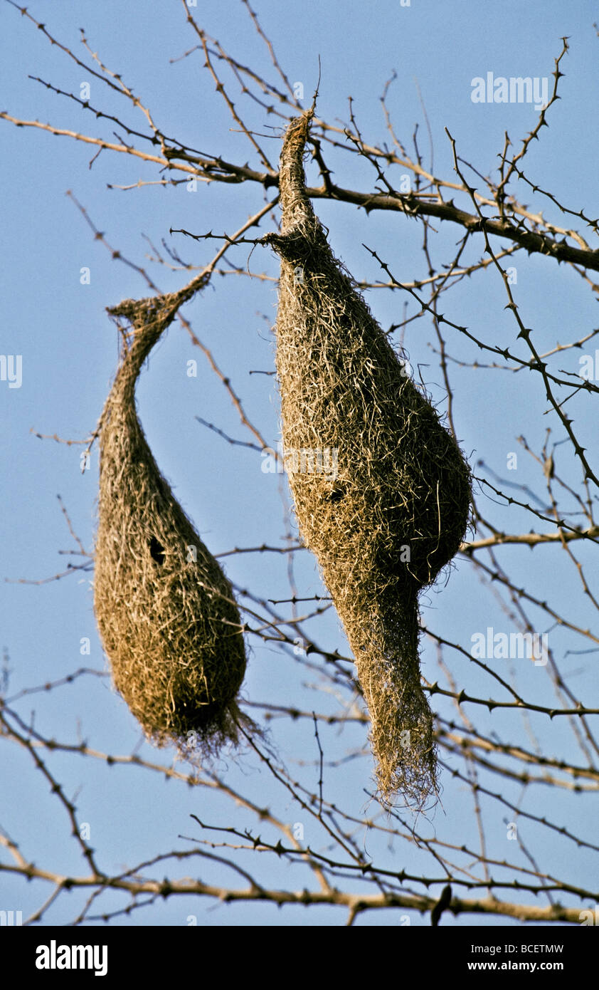 The hanging woven nests of the Baya Weaver Bird, Ploceus philippinus Stock Photo - Alamy