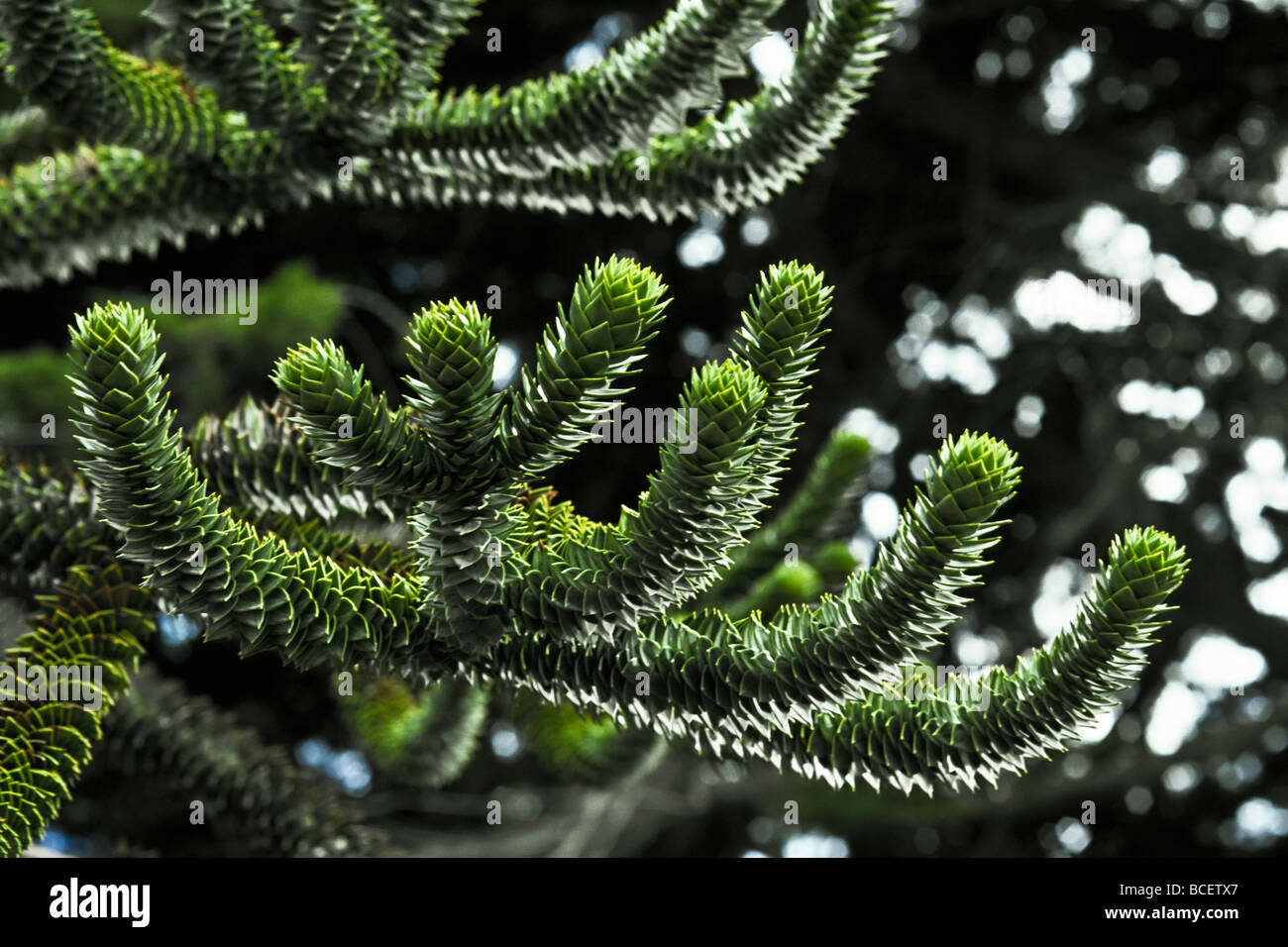 Layered fronds and needles of an Araucaria Pine in a botanical garden ...