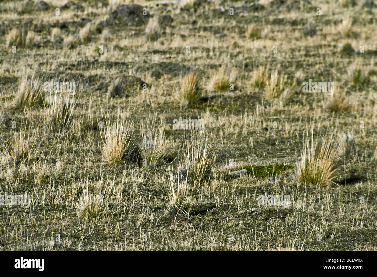 Alpine grassland habitat on the Patagonian steppe during Spring Stock ...