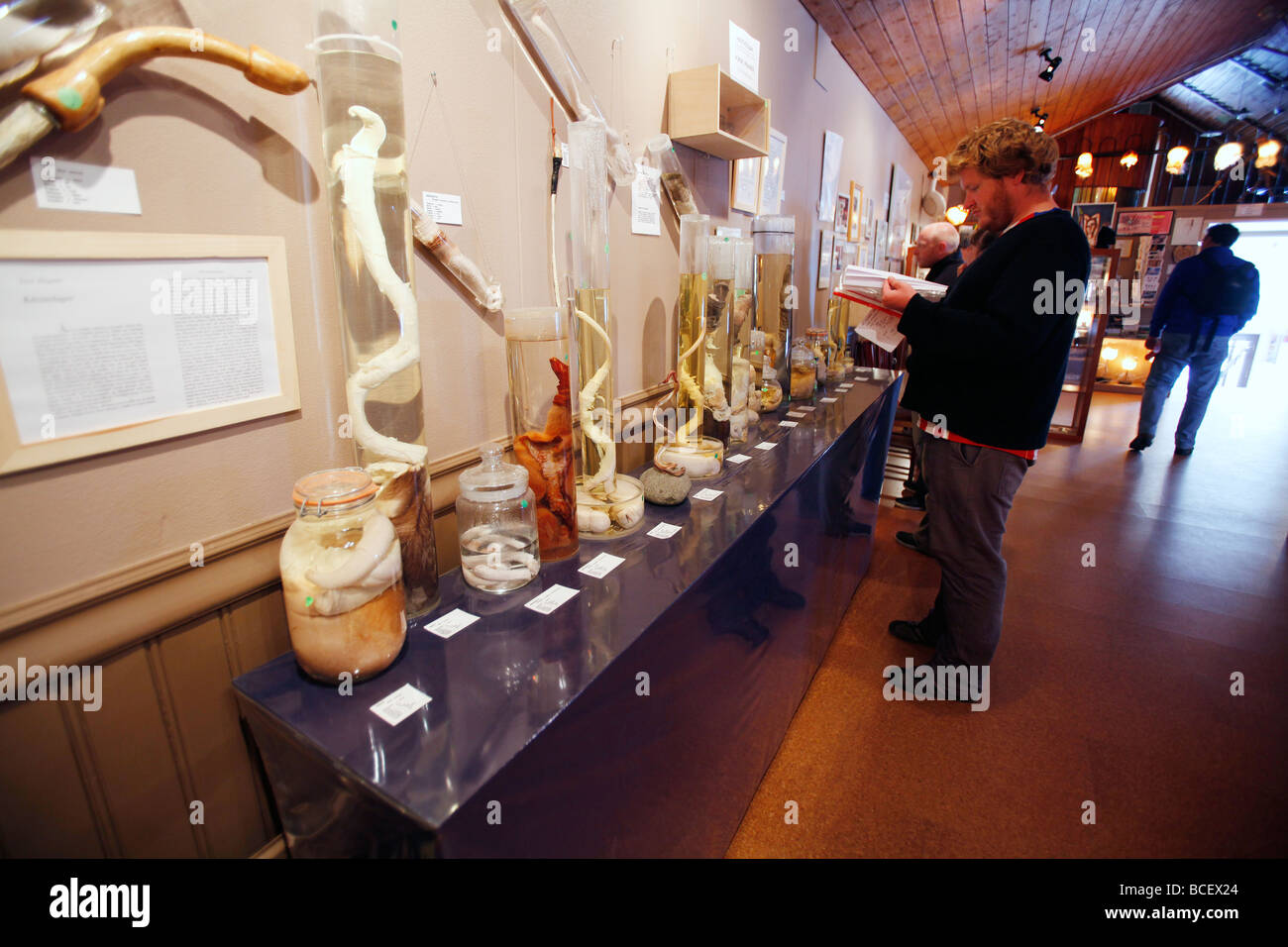 Phallological museum iceland hi-res stock photography and images - Alamy