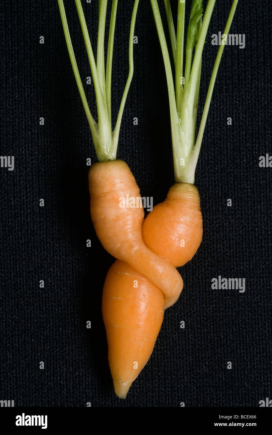 Hugging, twisted carrots in Oak View, California Stock Photo - Alamy