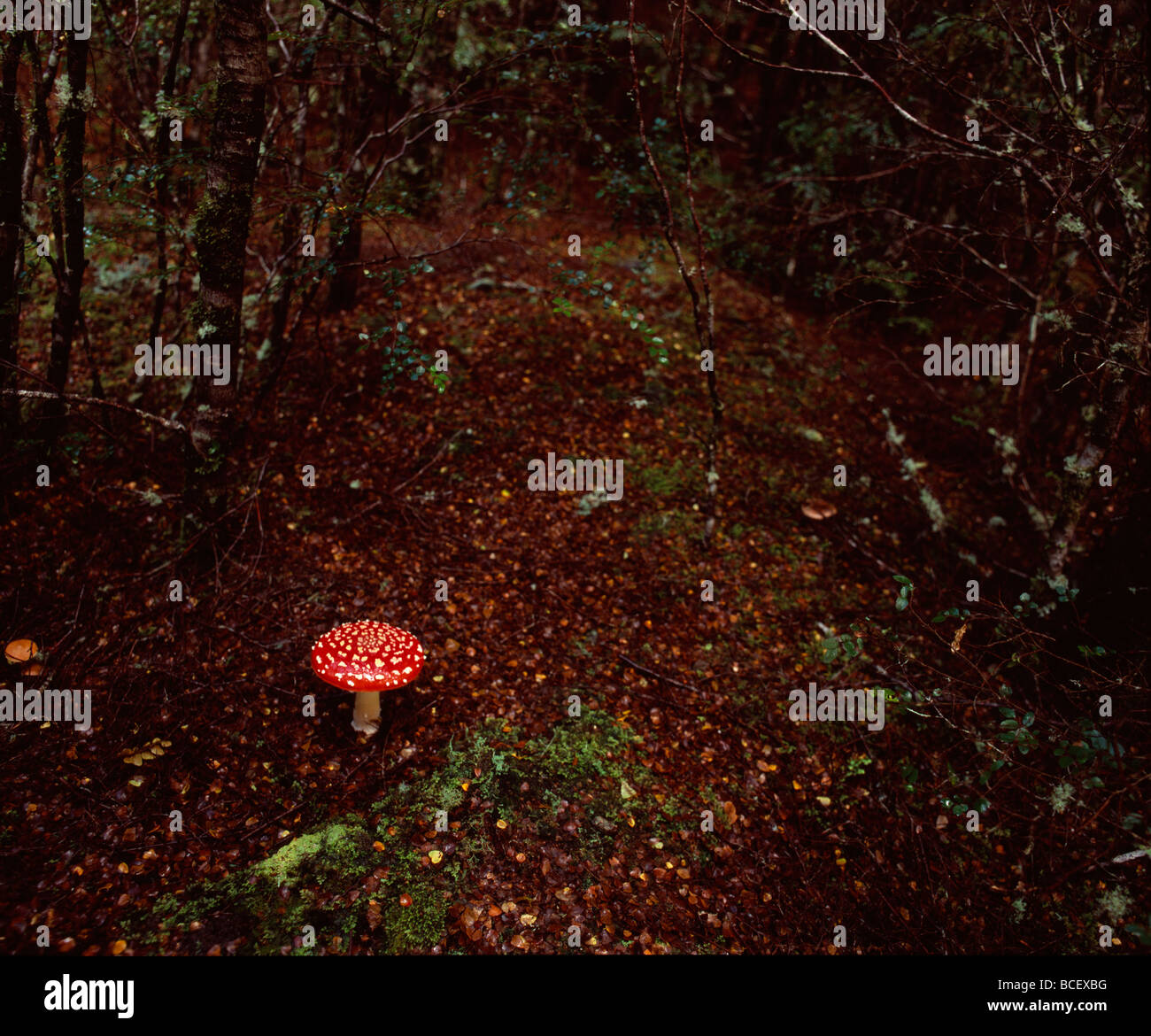 A bright red Fly Agaric, Amanita muscaria, fungi in a Beech forest ...