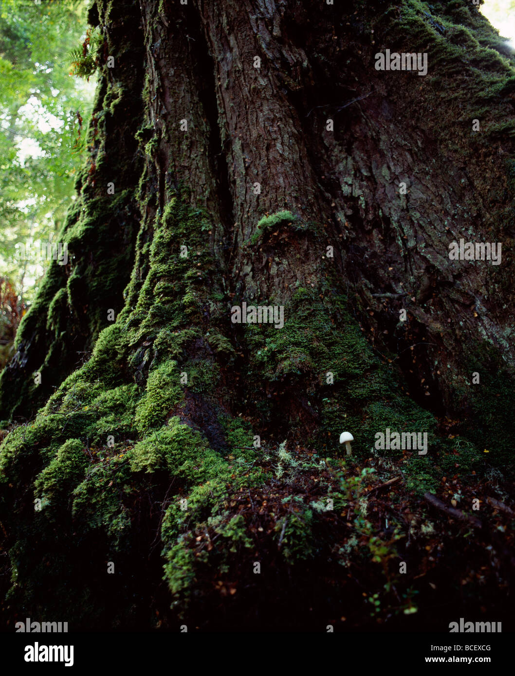 Myrtle forest in tasmania australia hi-res stock photography and images ...
