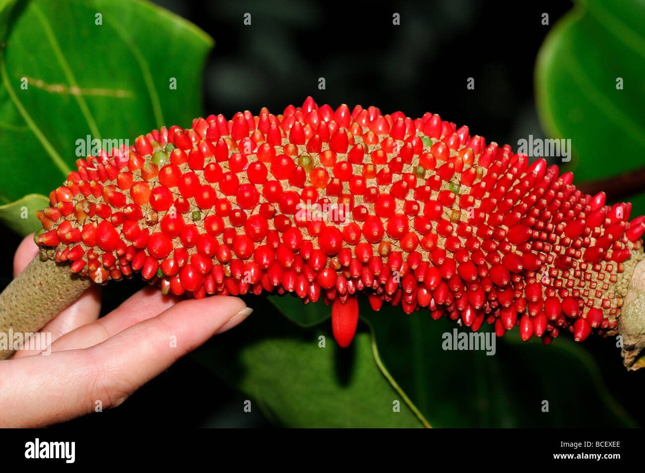 Tropical flower: red Anthurium Stock Photo - Alamy