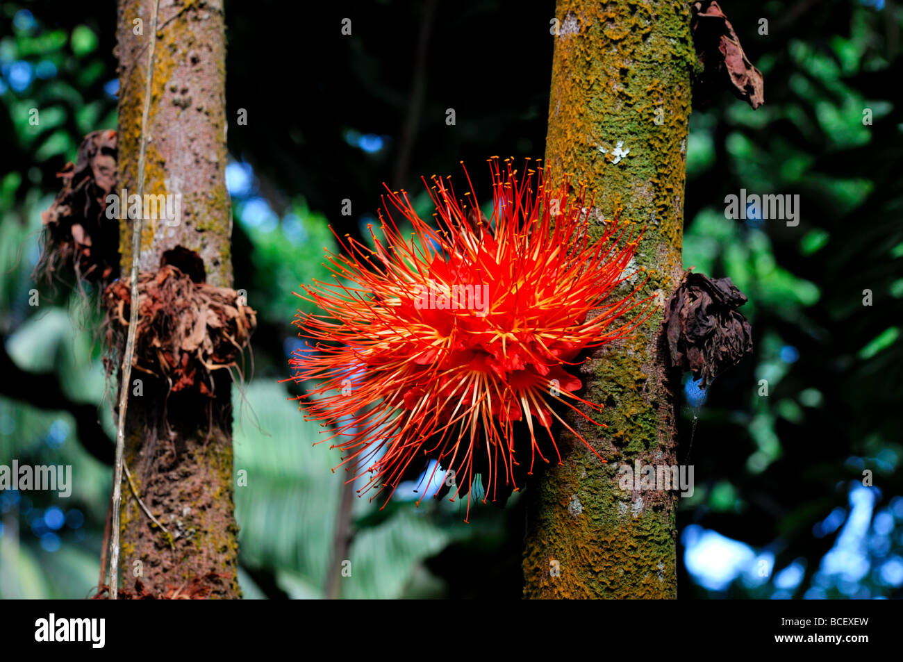 American tropical flowers hi-res stock photography and images - Alamy