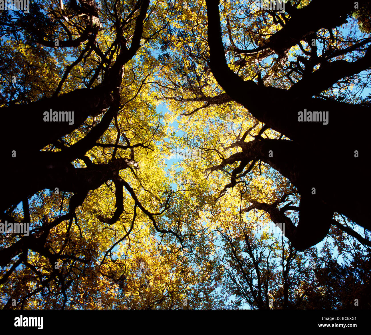 The canopy of Deciduous Beech, Nothofagus gunnii, near Hounslow Heath ...