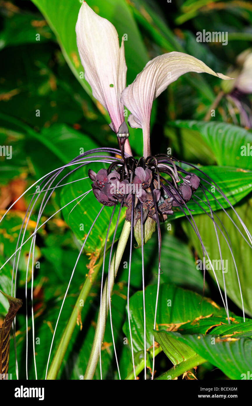 Tropical flower: Cast Iron Stock Photo - Alamy