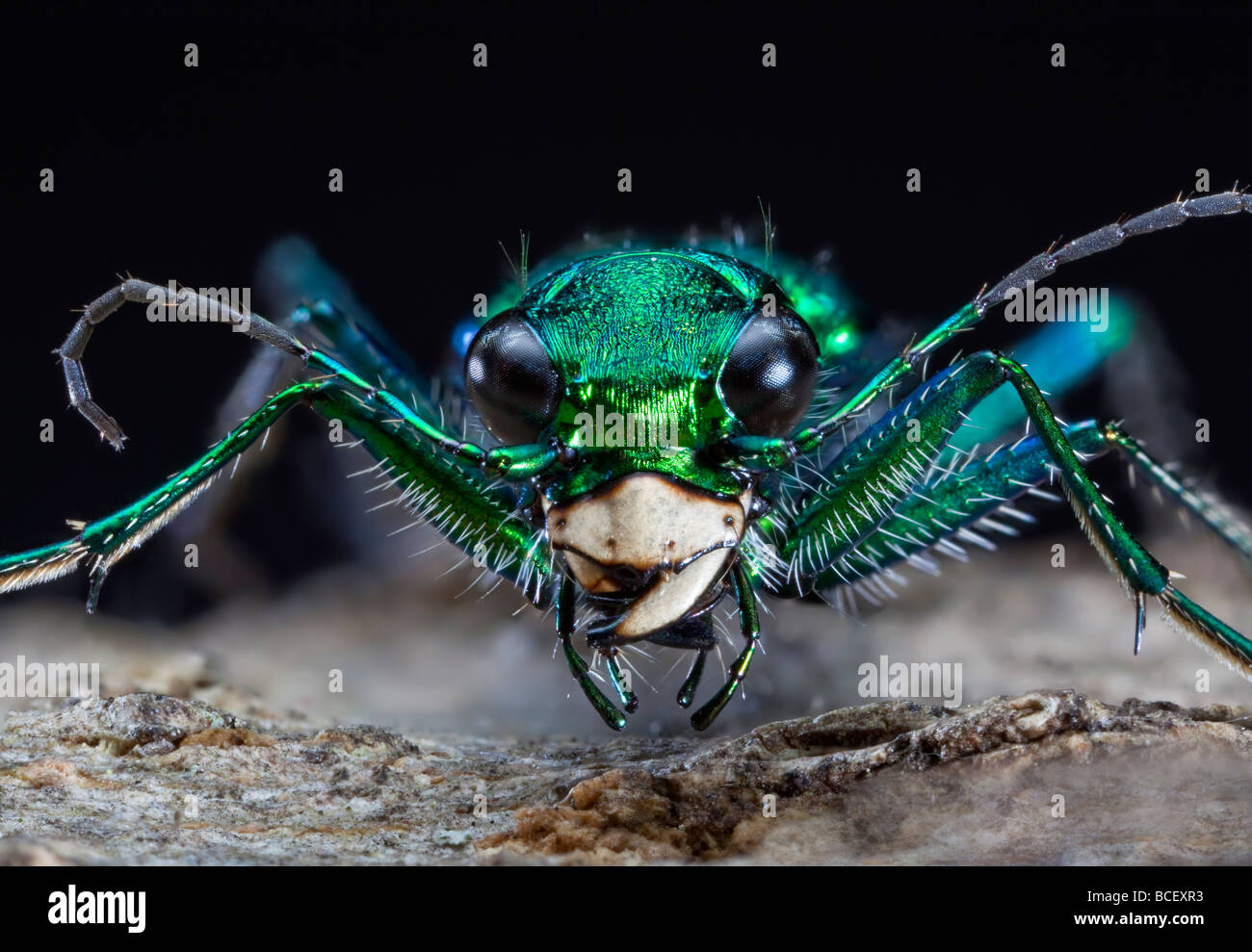 Six insects hi-res stock photography and images - Alamy