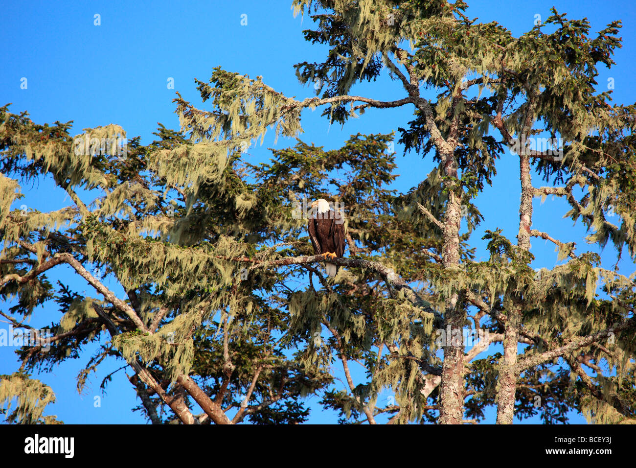Bald eagle in tree hi-res stock photography and images - Alamy