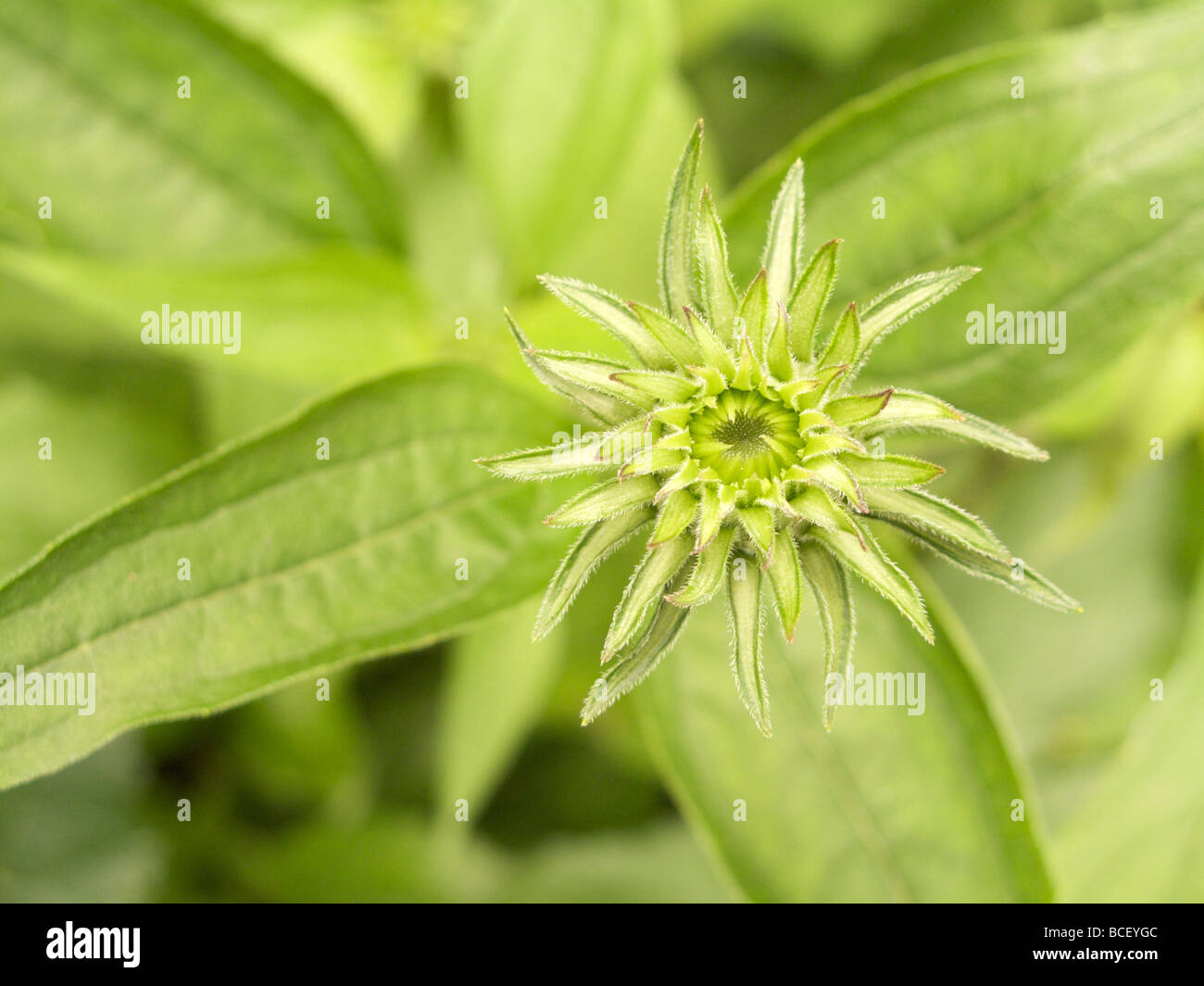 Purple coneflower bud Stock Photo - Alamy