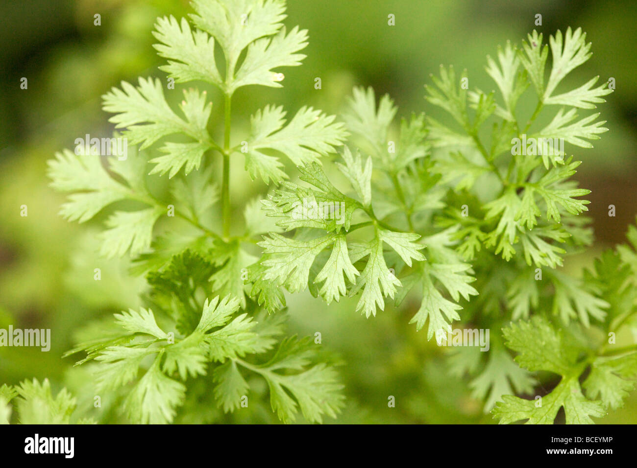 Cilantro leaves coriander hi-res stock photography and images - Alamy