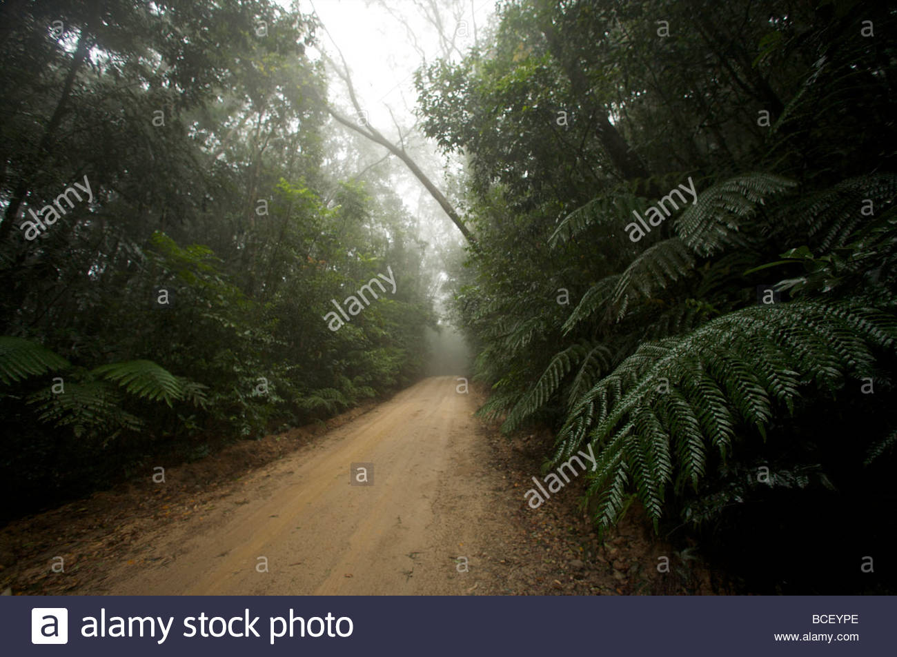 Paluma Range Tree Stock Photos & Paluma Range Tree Stock Images - Alamy