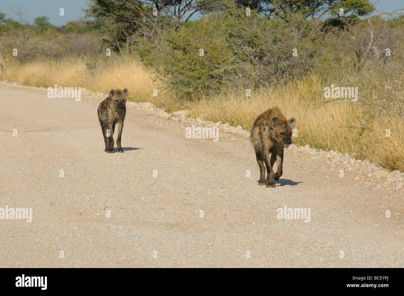spotted hyenas on the prowl in Etosha National Park in Namibia Stock ...