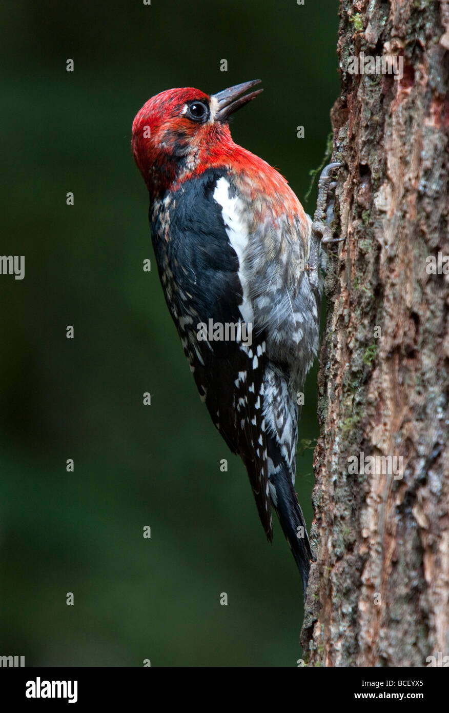 Red-breasted Sapsucker Sphyrapicus ruber feeding from bark on douglas ...