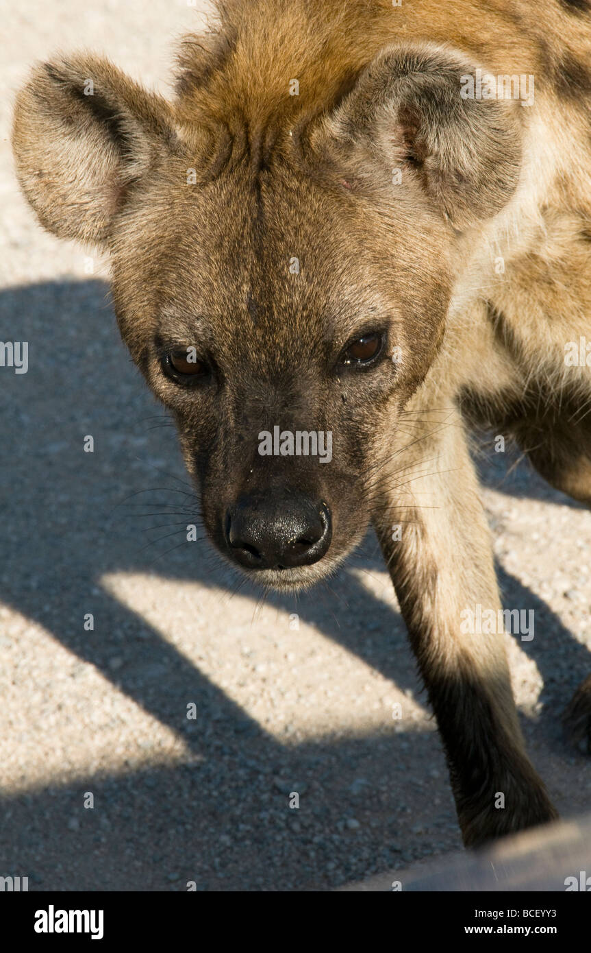 spotted hyena on the prowl in Etosha National Park in Namibia Stock ...