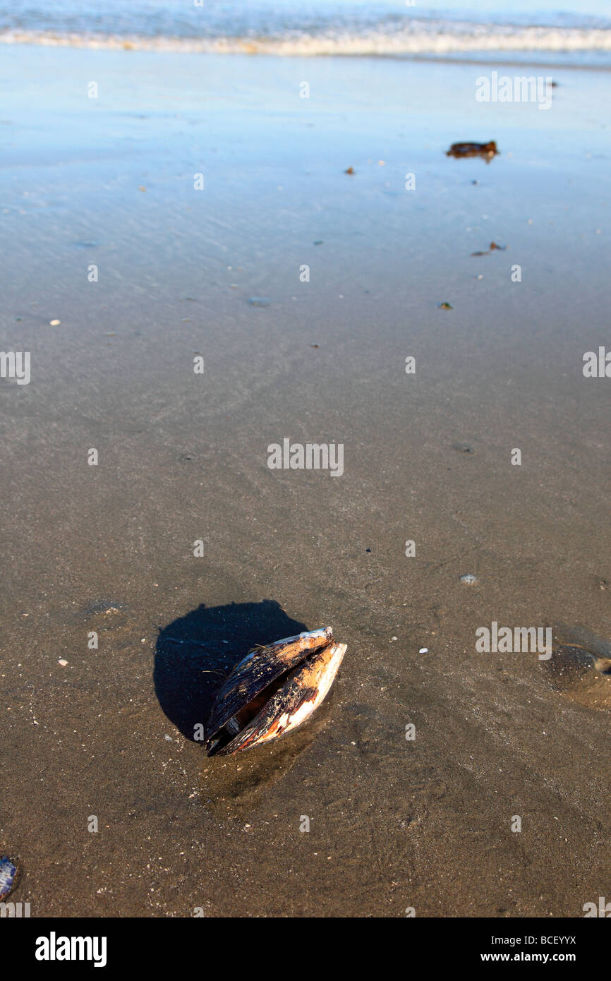 Oyster shell hi-res stock photography and images - Alamy