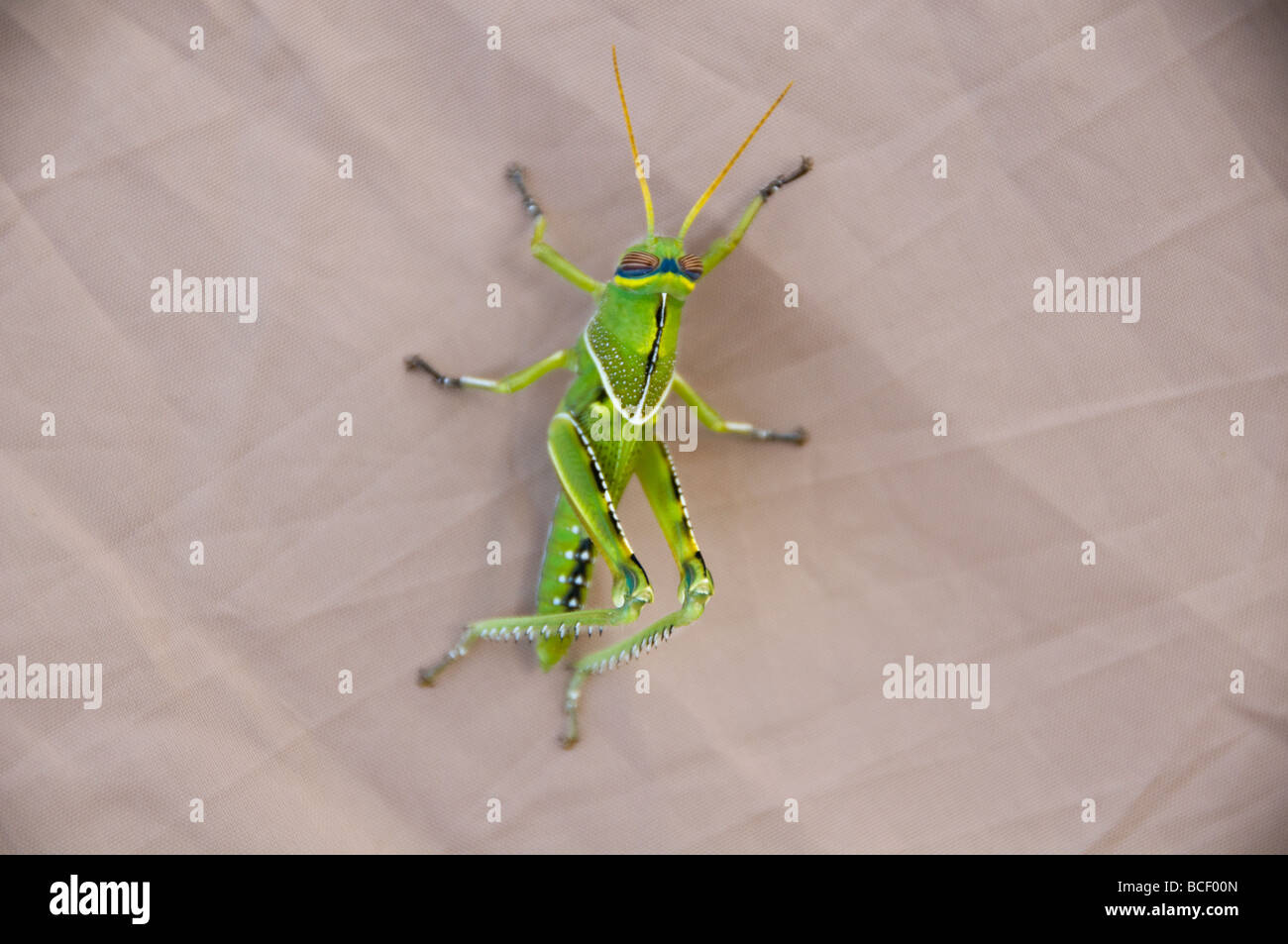 locust on the crawl in Etosha National Park in Namibia Stock Photo - Alamy