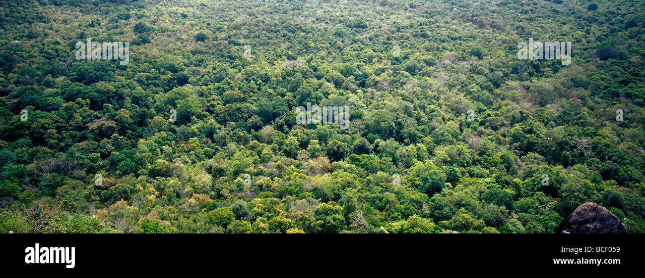 An aerial view of a densely packed tropical rainforest canopy Stock ...