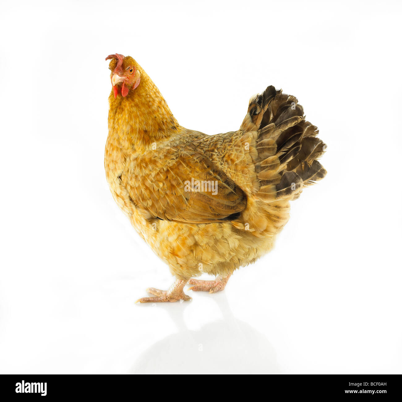 chicken in white background Stock Photo - Alamy