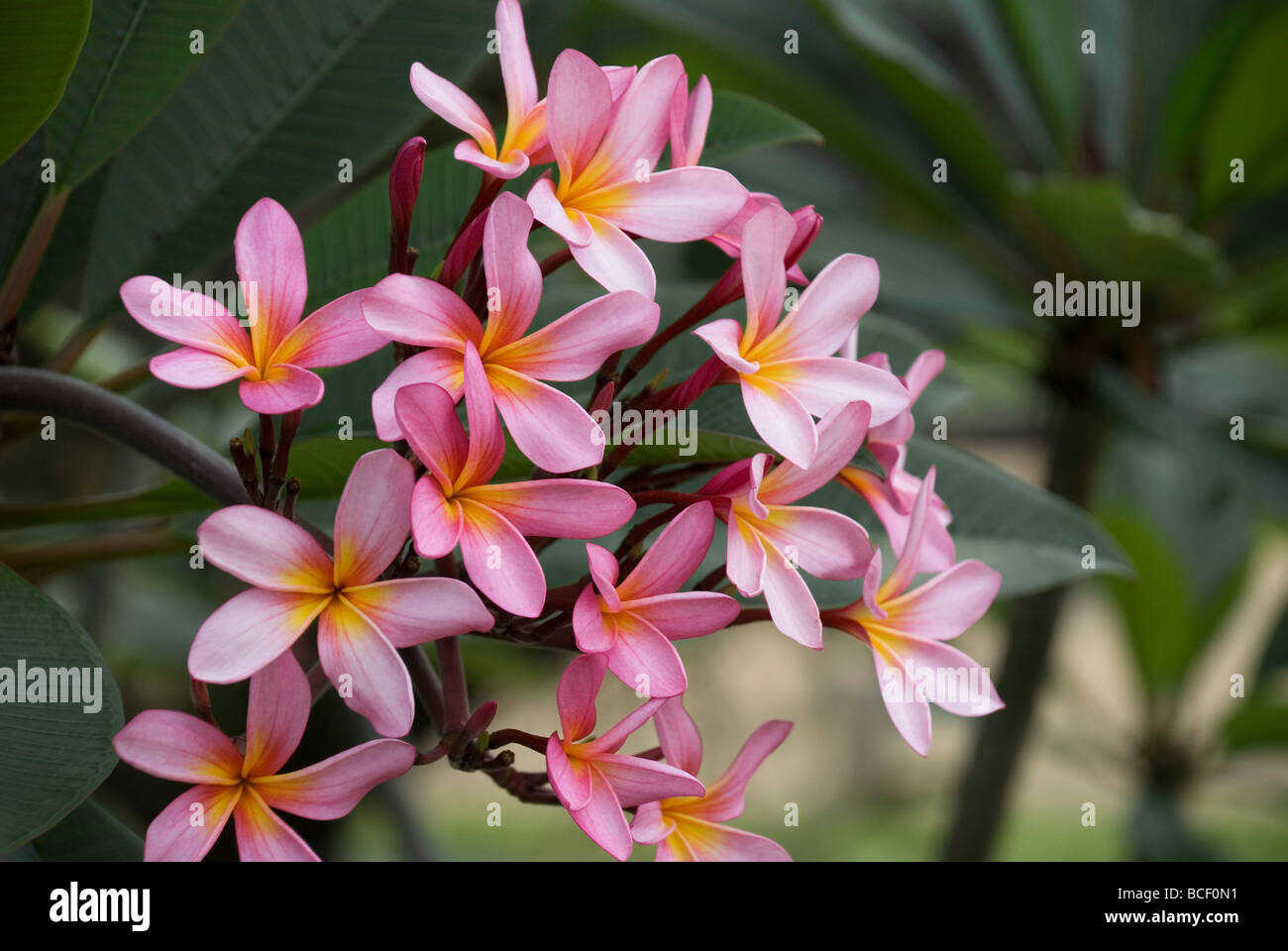 Pink frangipani plumeria rubra flower hi-res stock photography and ...