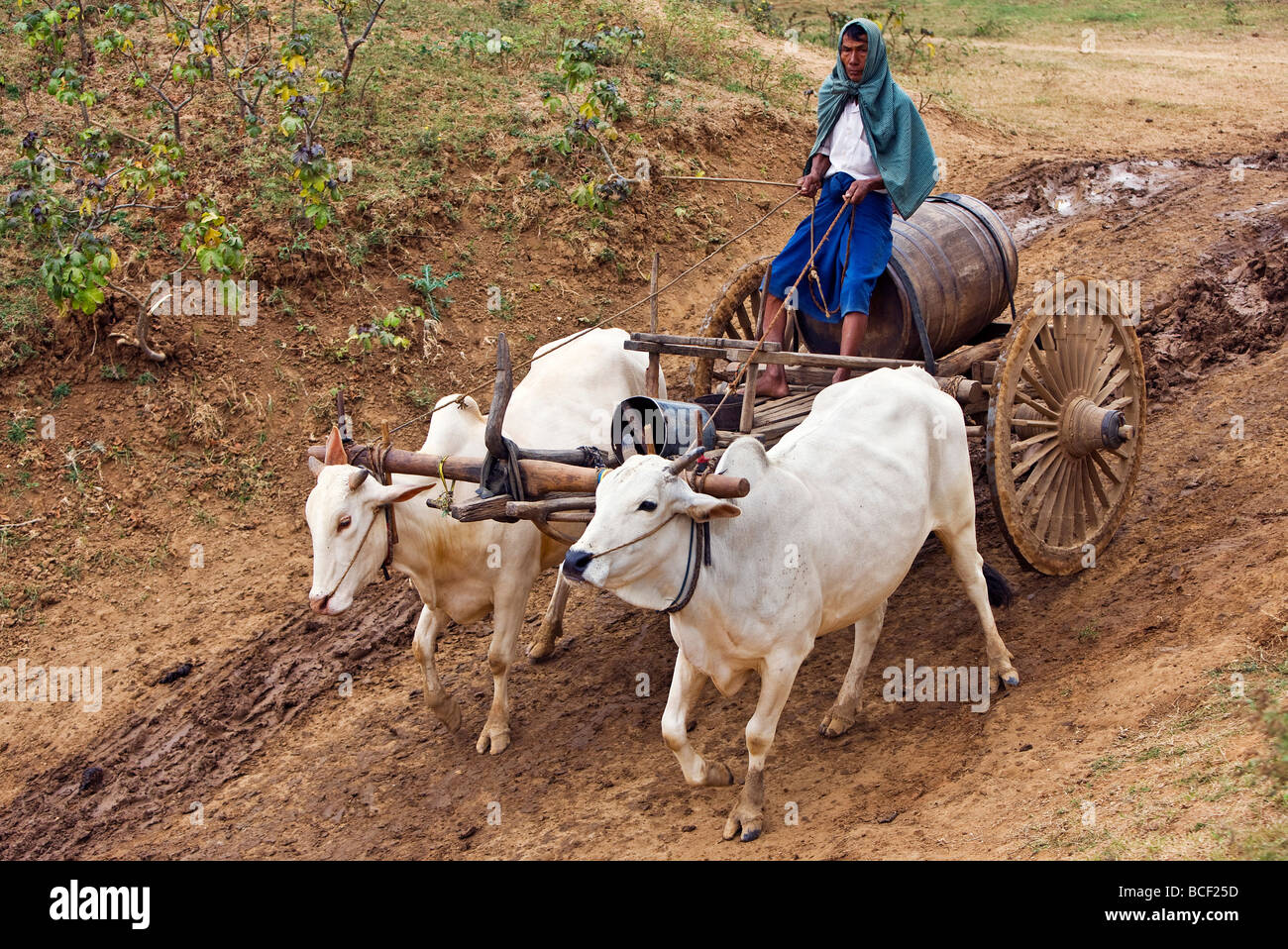Myanmar. Burma. Bagan. A Burmese man drives his ox cart to a dam to ...
