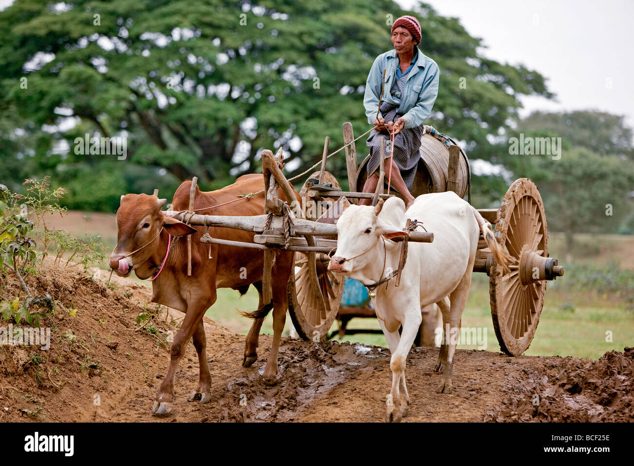 Myanmar. Burma. Bagan. A Burmese man drives his ox cart to a dam to ...