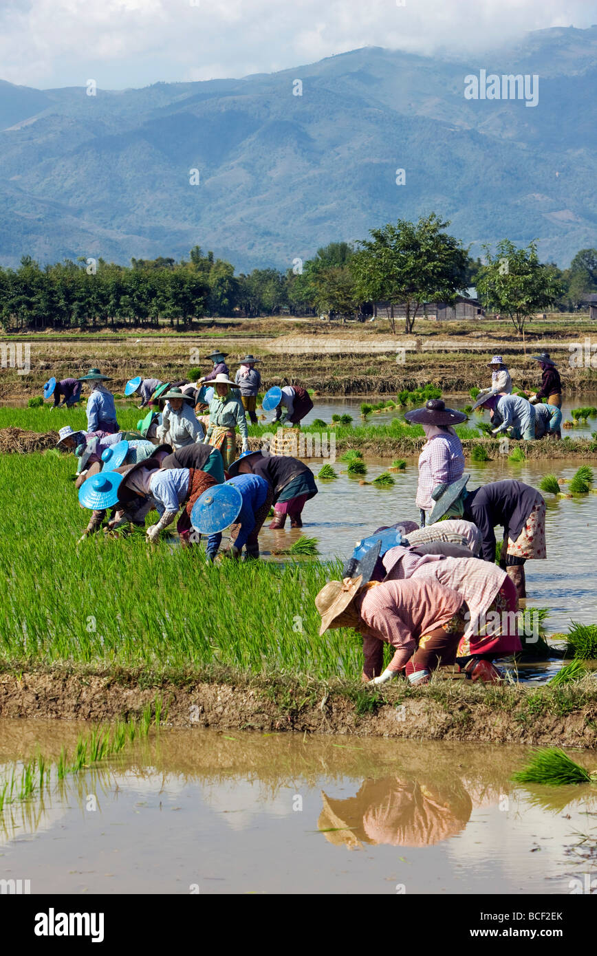 Myanmar, Burma, Kengtung. Women planting rice in paddies Stock Photo ...