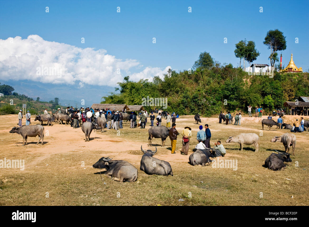 Livestock buffalo hi-res stock photography and images - Alamy