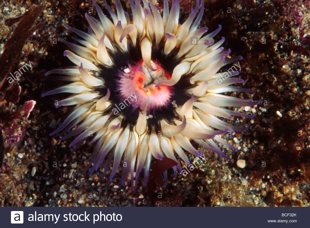 Urticina Crassicornis High Resolution Stock Photography and Images - Alamy