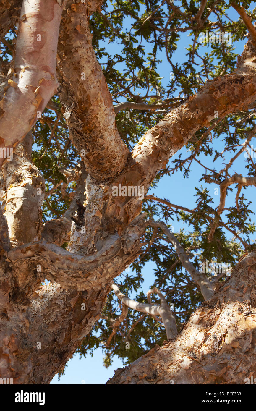 Frankincense tree hi-res stock photography and images - Alamy