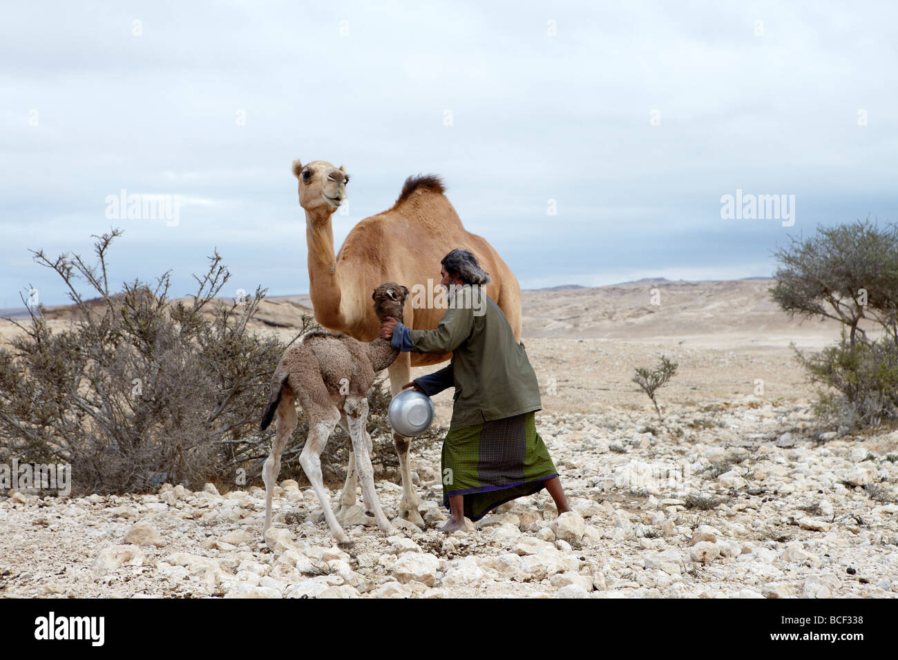 Baby camel and mother hi-res stock photography and images - Alamy