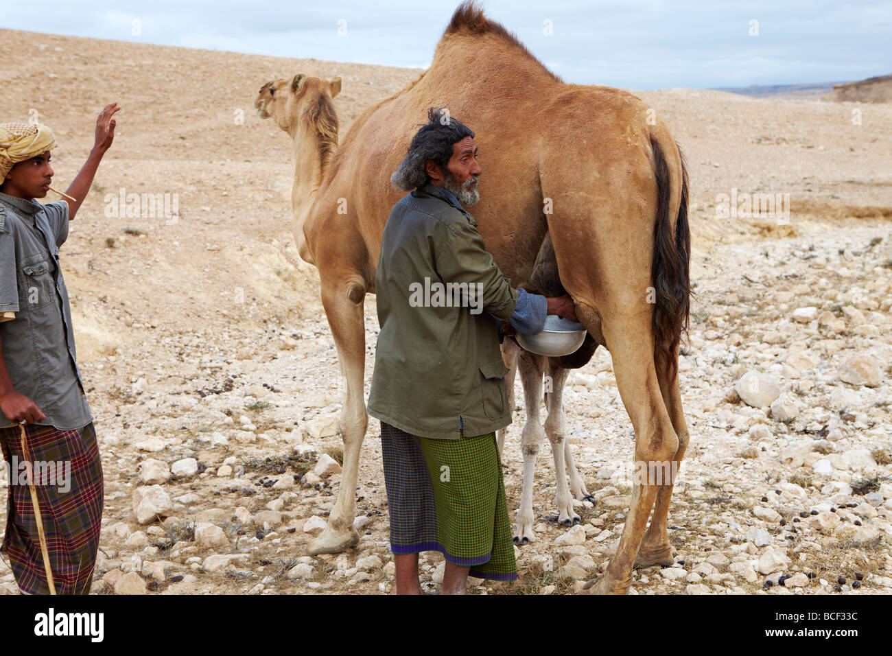 Milking camel hi-res stock photography and images - Alamy