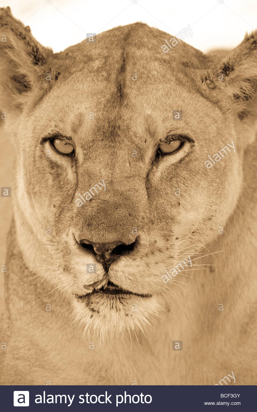 An African Lion looks into the distance Stock Photo - Alamy