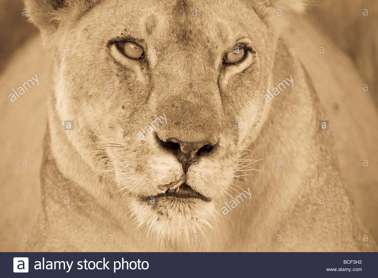 An African Lion looks into the distance Stock Photo - Alamy