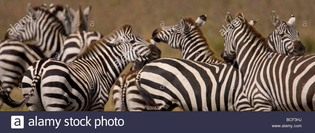 Scratching zebra hi-res stock photography and images - Alamy