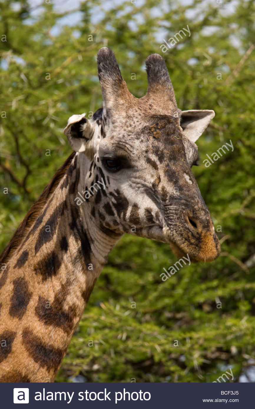 A giraffe turns its head towards the camera Stock Photo - Alamy