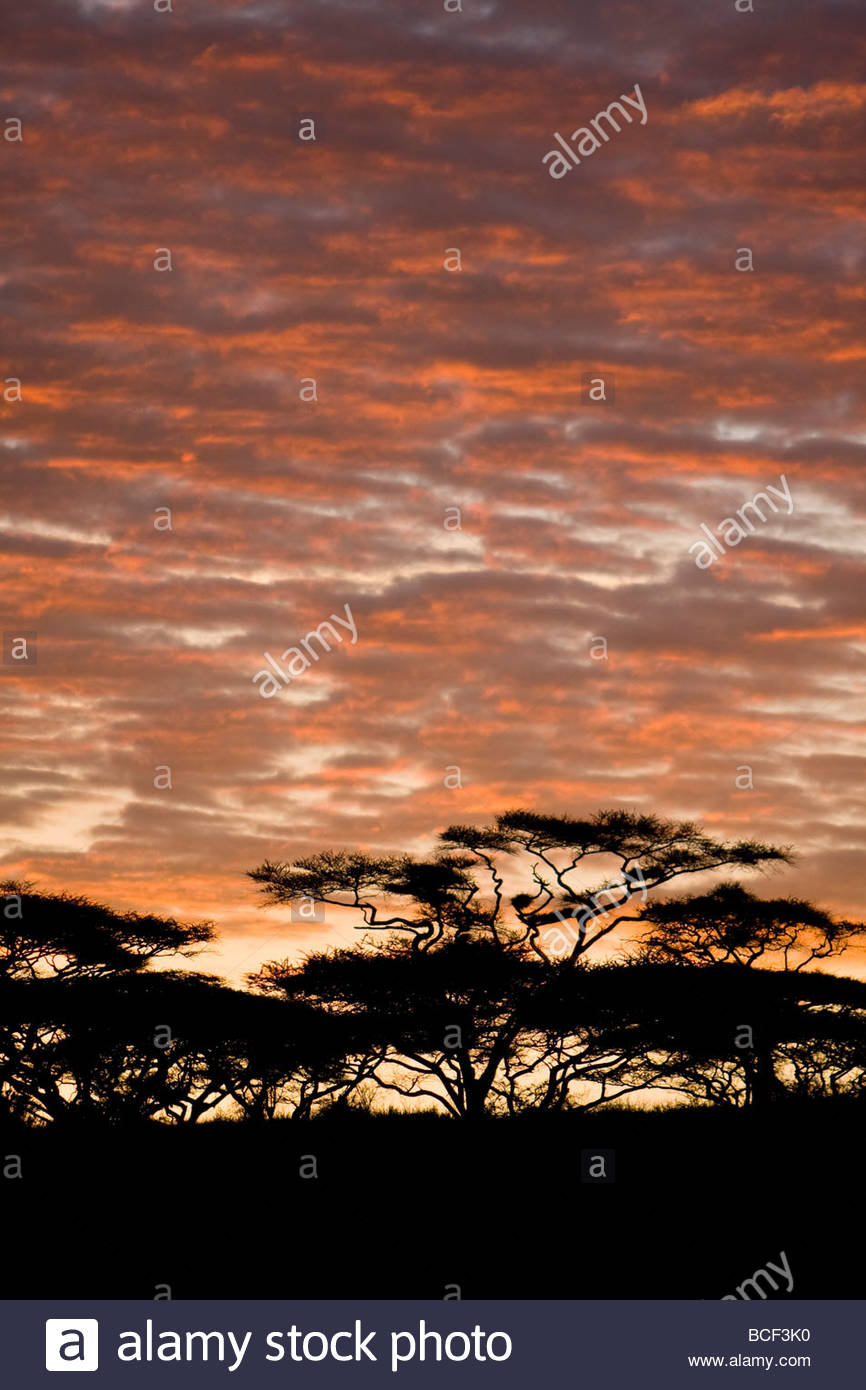 Acacia trees at sunrise in the Serengeti National Park Stock Photo - Alamy